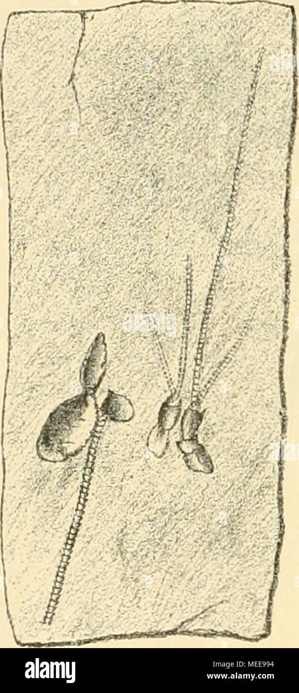 Crustaceen High Resolution Stock Photography and Images - Alamy