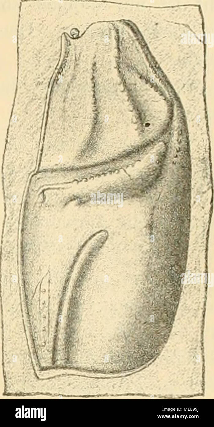 . Die crustaceen der b©hmischen kreideformation . Fig. 46. Glyphaea ...