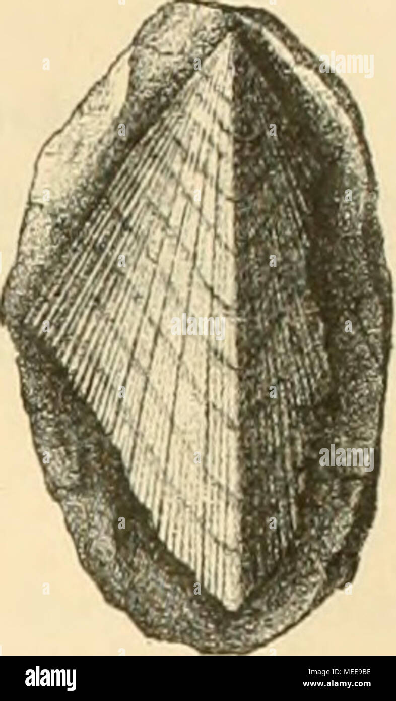 . Die crustaceen der b©hmischen kreideformation . Figur 18. Pollicipes ...