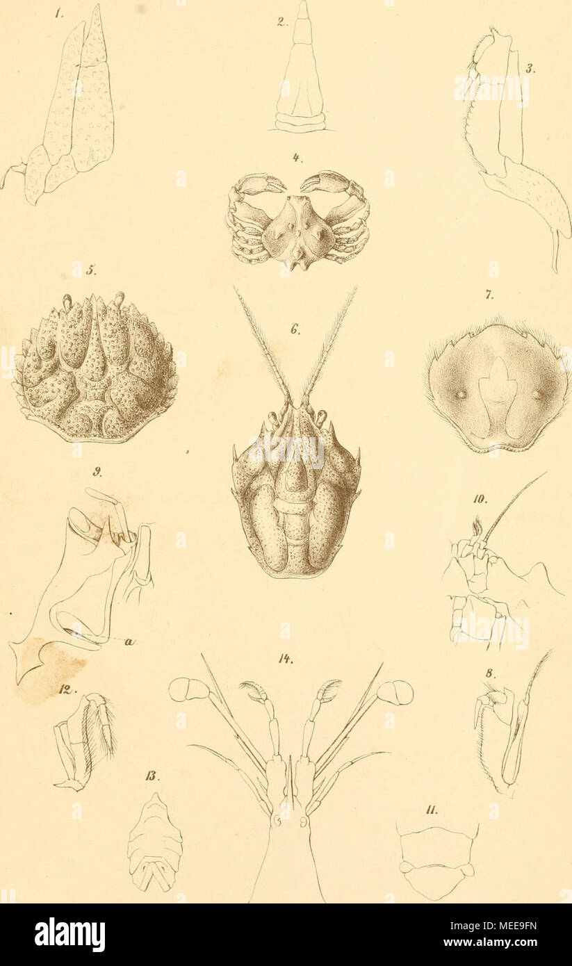 Horizontale arten hi-res stock photography and images - Alamy