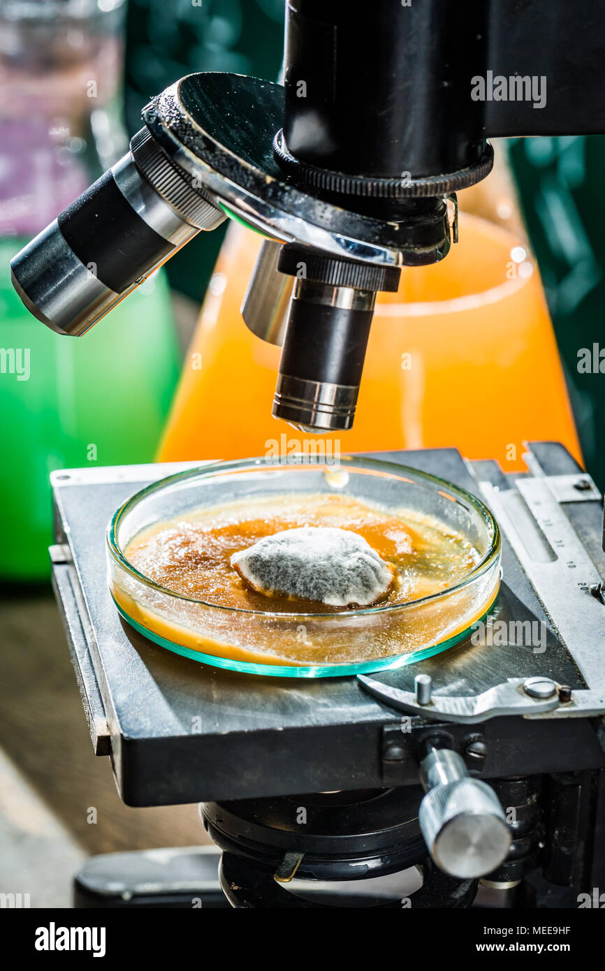 Checking the growth of molds in school laboratory Stock Photo - Alamy