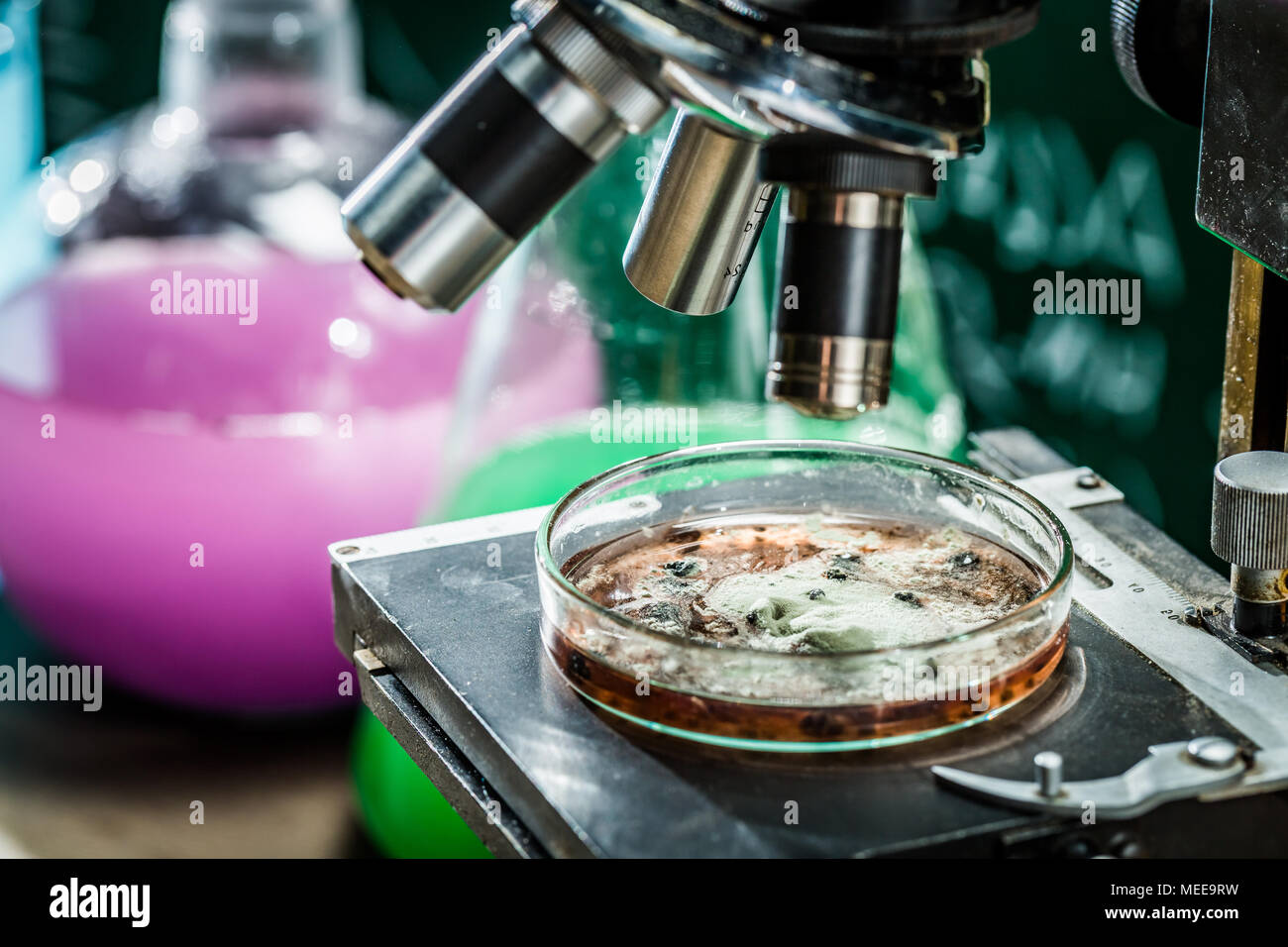 Mold under microscope in the school laboratory Stock Photo - Alamy