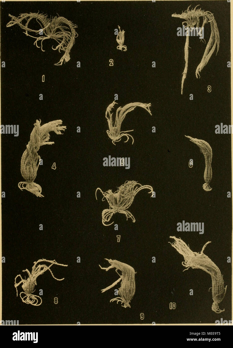 Kerguelensis hi-res stock photography and images - Alamy