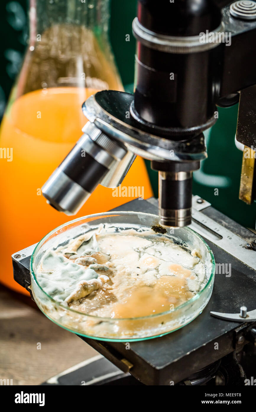 Mold sample and microscope in school laboratory Stock Photo - Alamy