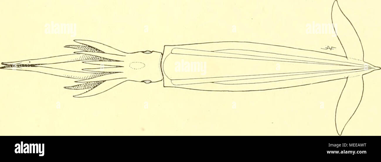 Plesioteuthis prisca hi-res stock photography and images - Alamy