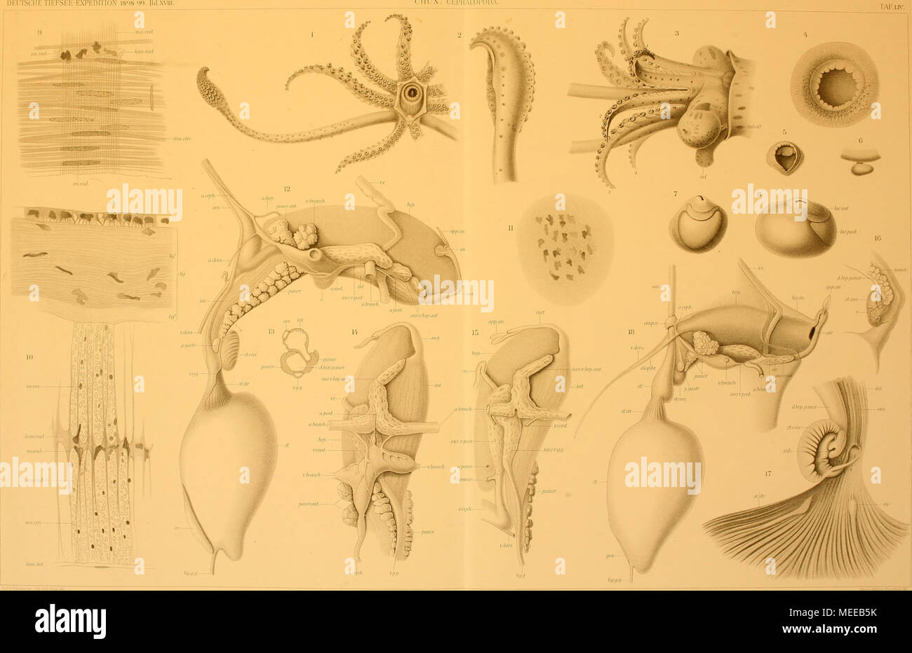 . Die Cephalopoden . Taf. UV. /-/•/ Desmotcuthis. iH Crystalloteiithis ...