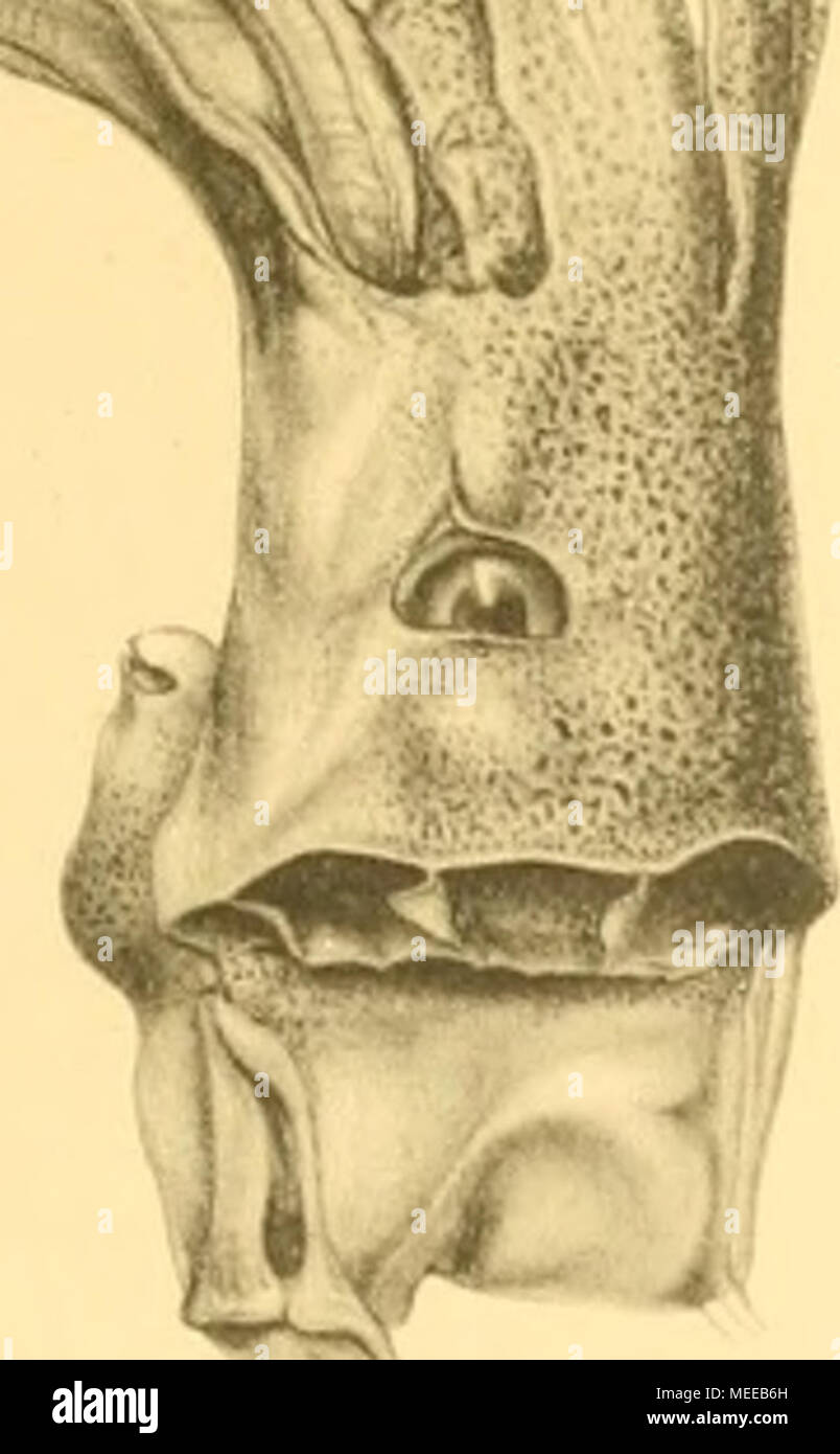 Scientificmonograph hi-res stock photography and images - Alamy