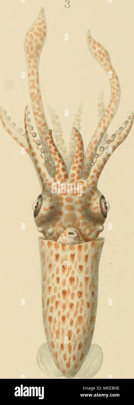Squids life cycle hi-res stock photography and images - Alamy
