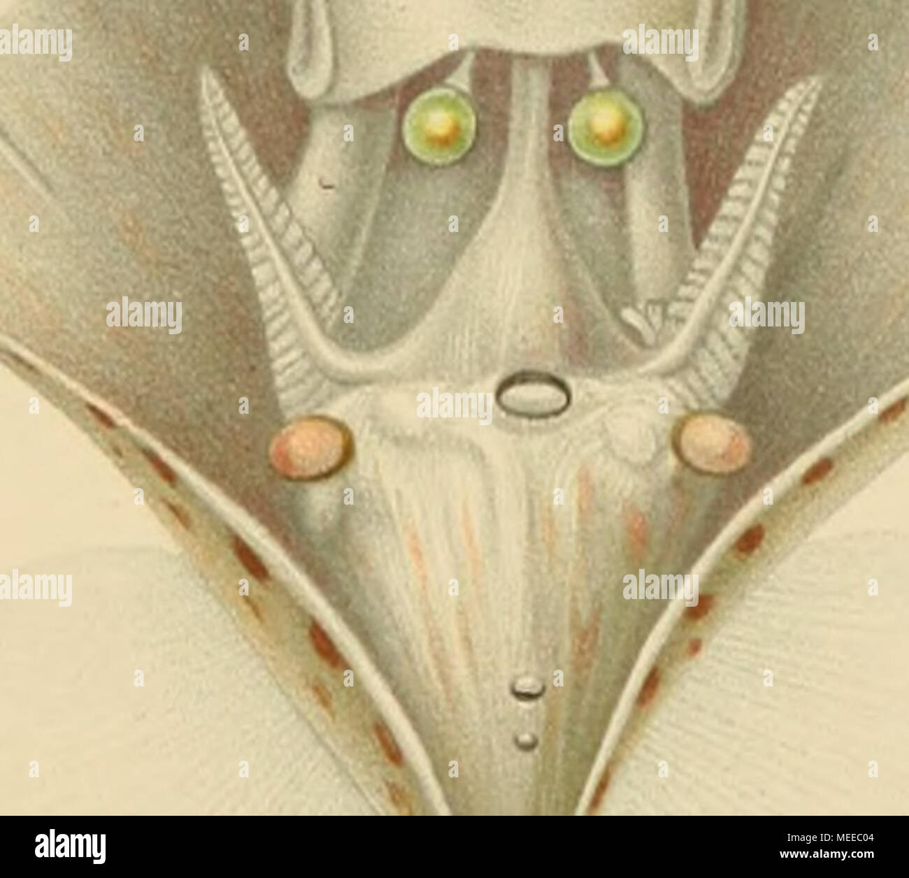Diversity of cephalopod anatomy hi-res stock photography and images - Alamy