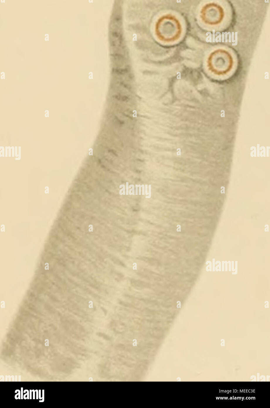 Pyroteuthis margaritifera hi-res stock photography and images - Alamy