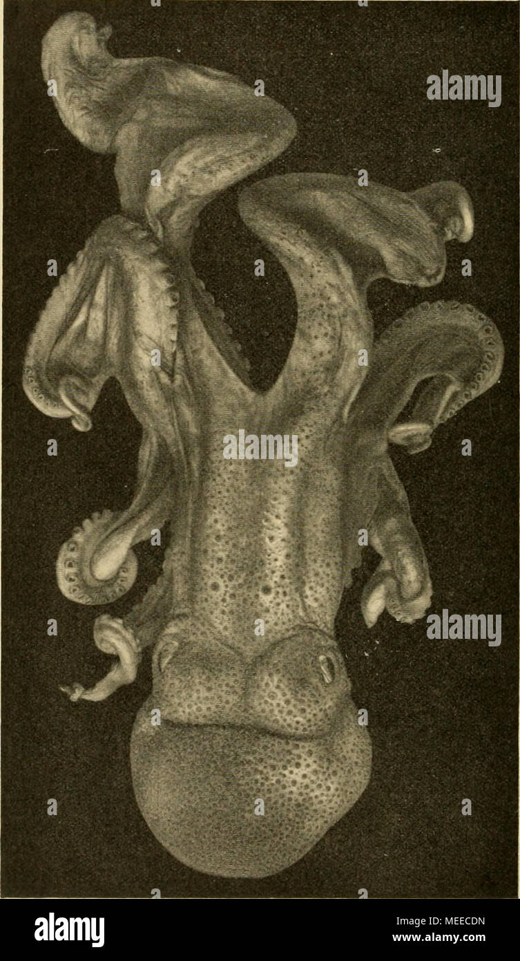 . Die Cephalopoden . Textfig. 47. Yeloiuna tosMa Stock Photo - Alamy