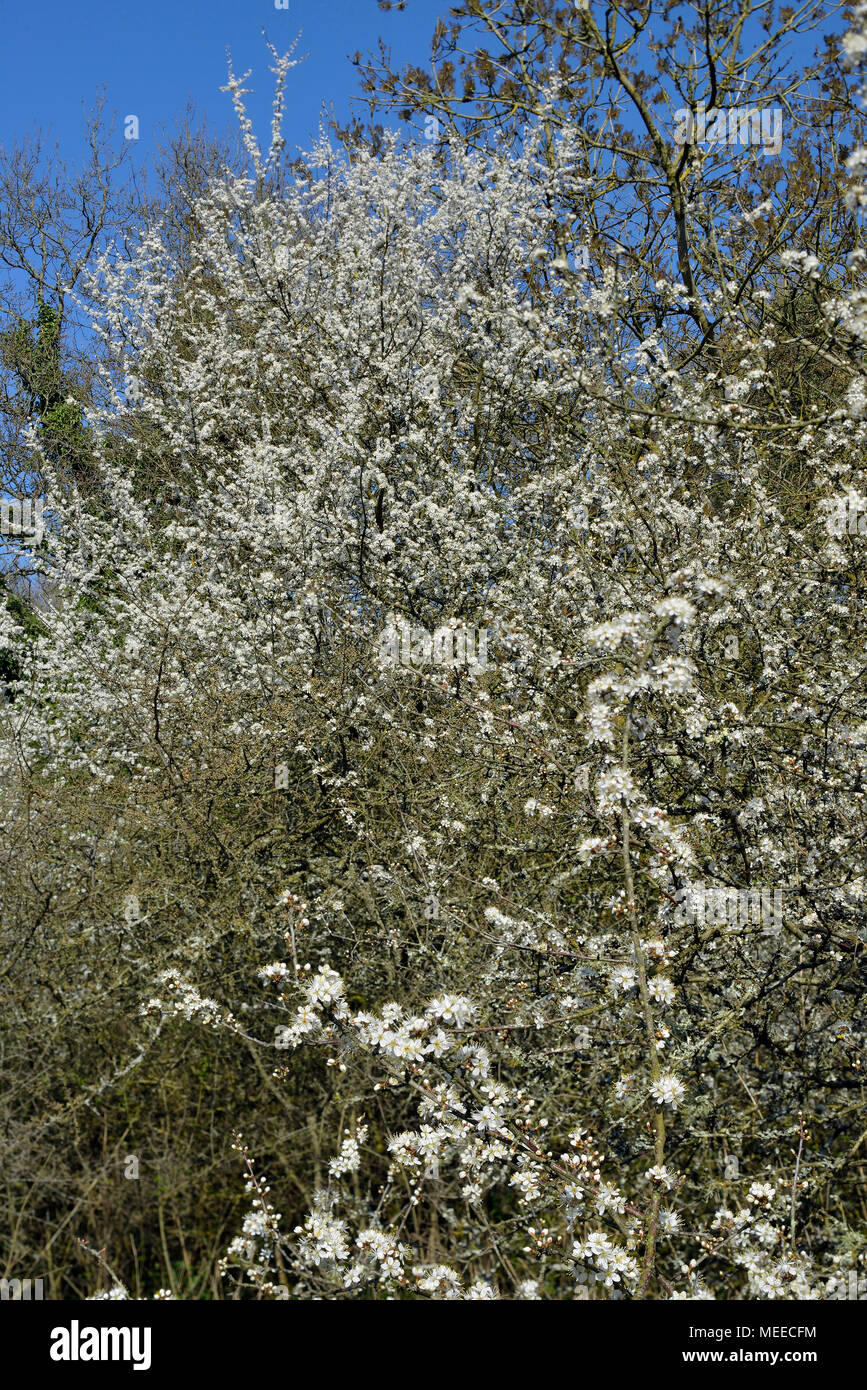Sloe bush in flower hi-res stock photography and images - Alamy