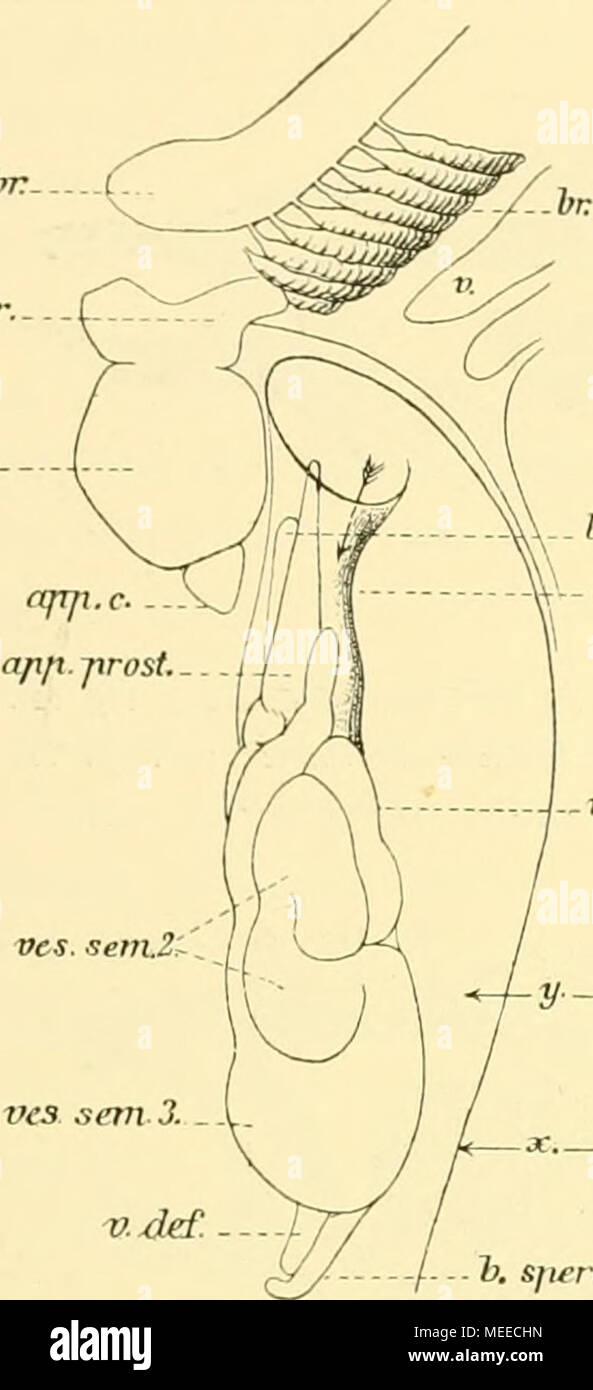 Vesicula seminalis hi-res stock photography and images - Alamy