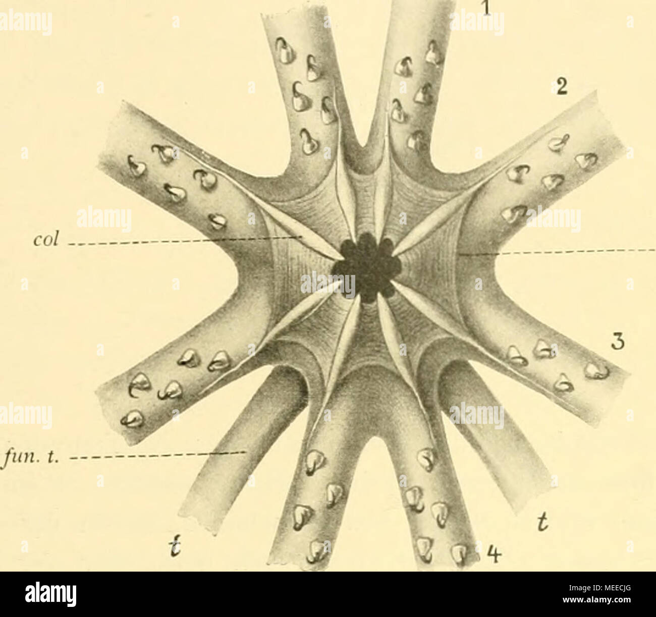 Runzeln hi-res stock photography and images - Alamy