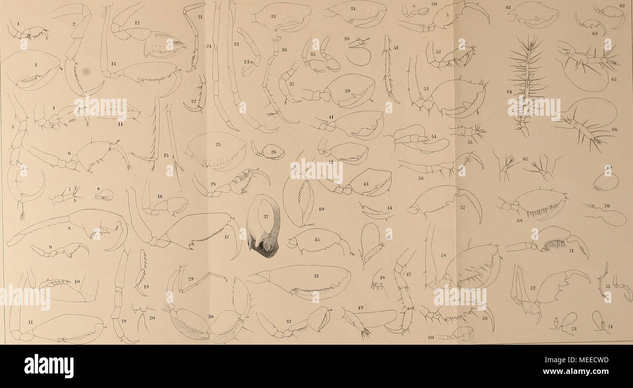 Caprellidae hi-res stock photography and images - Alamy