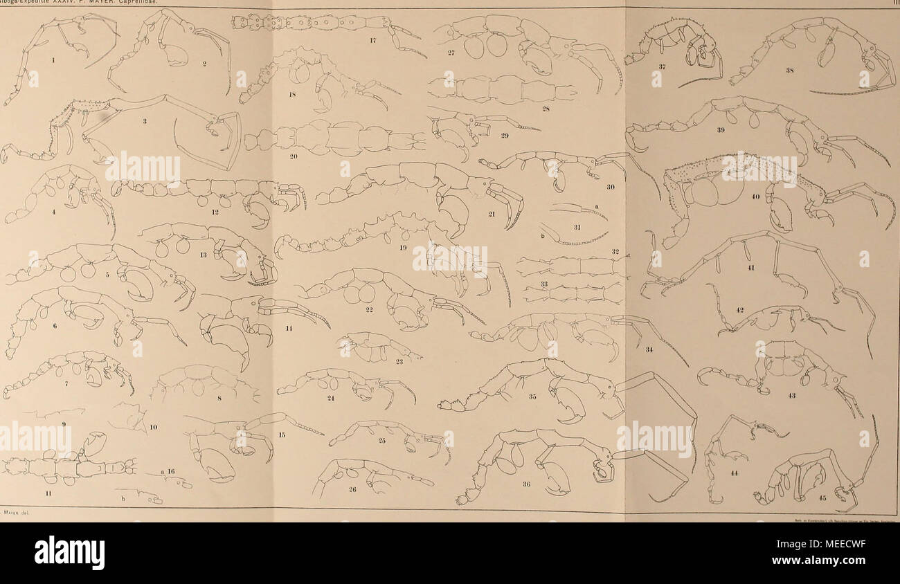 Caprellidae hi-res stock photography and images - Alamy