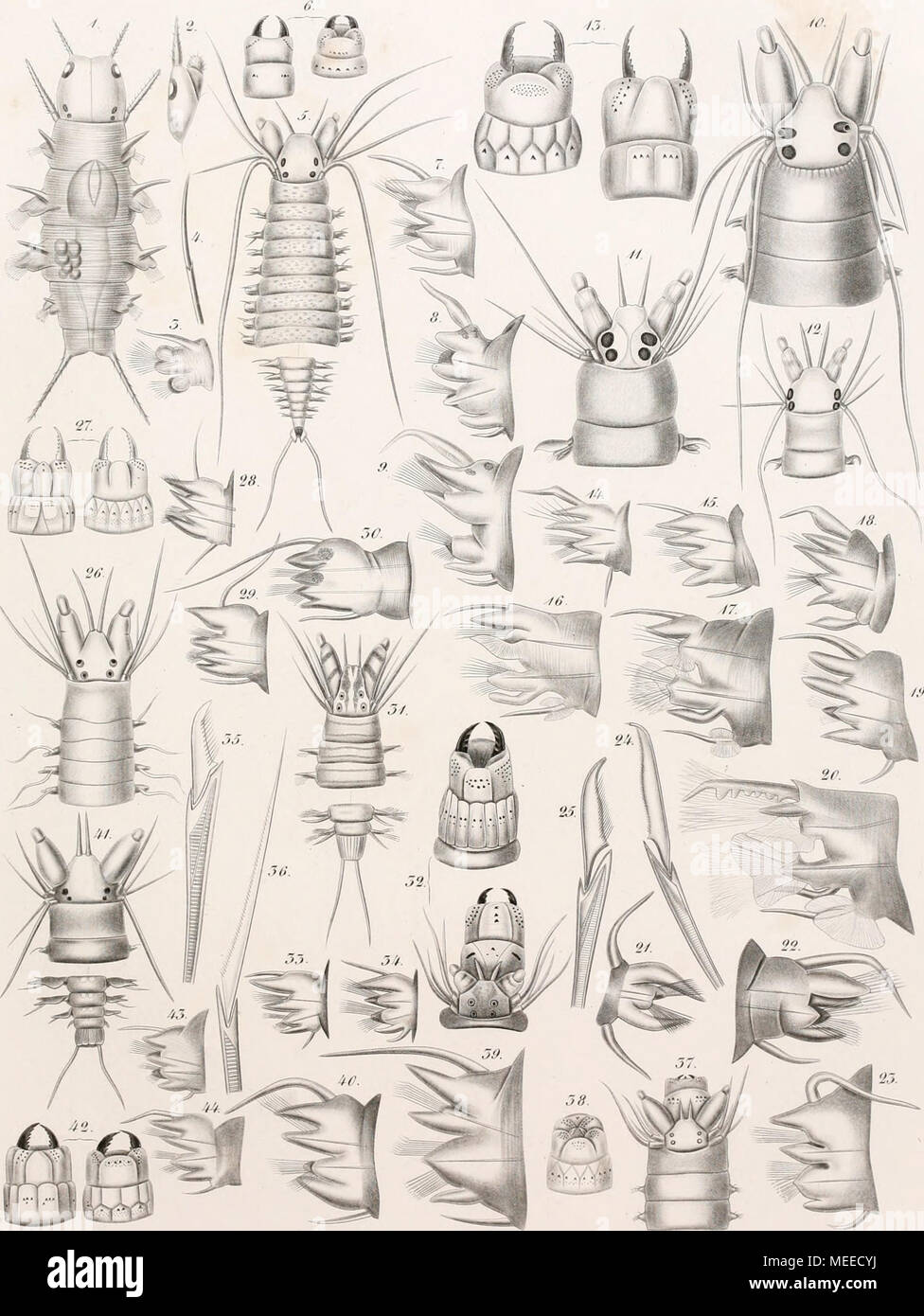 Borstenwurmer hi-res stock photography and images - Alamy