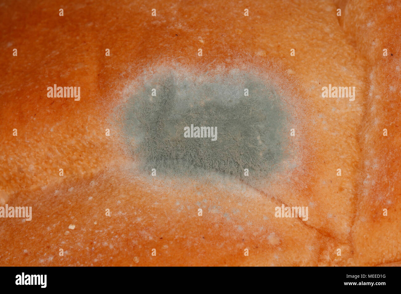 Mold moldy mold hi-res stock photography and images - Alamy