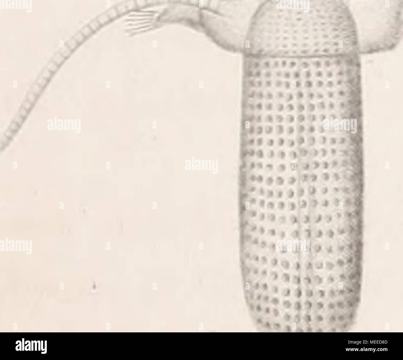 Borstenwurmer hi-res stock photography and images - Alamy