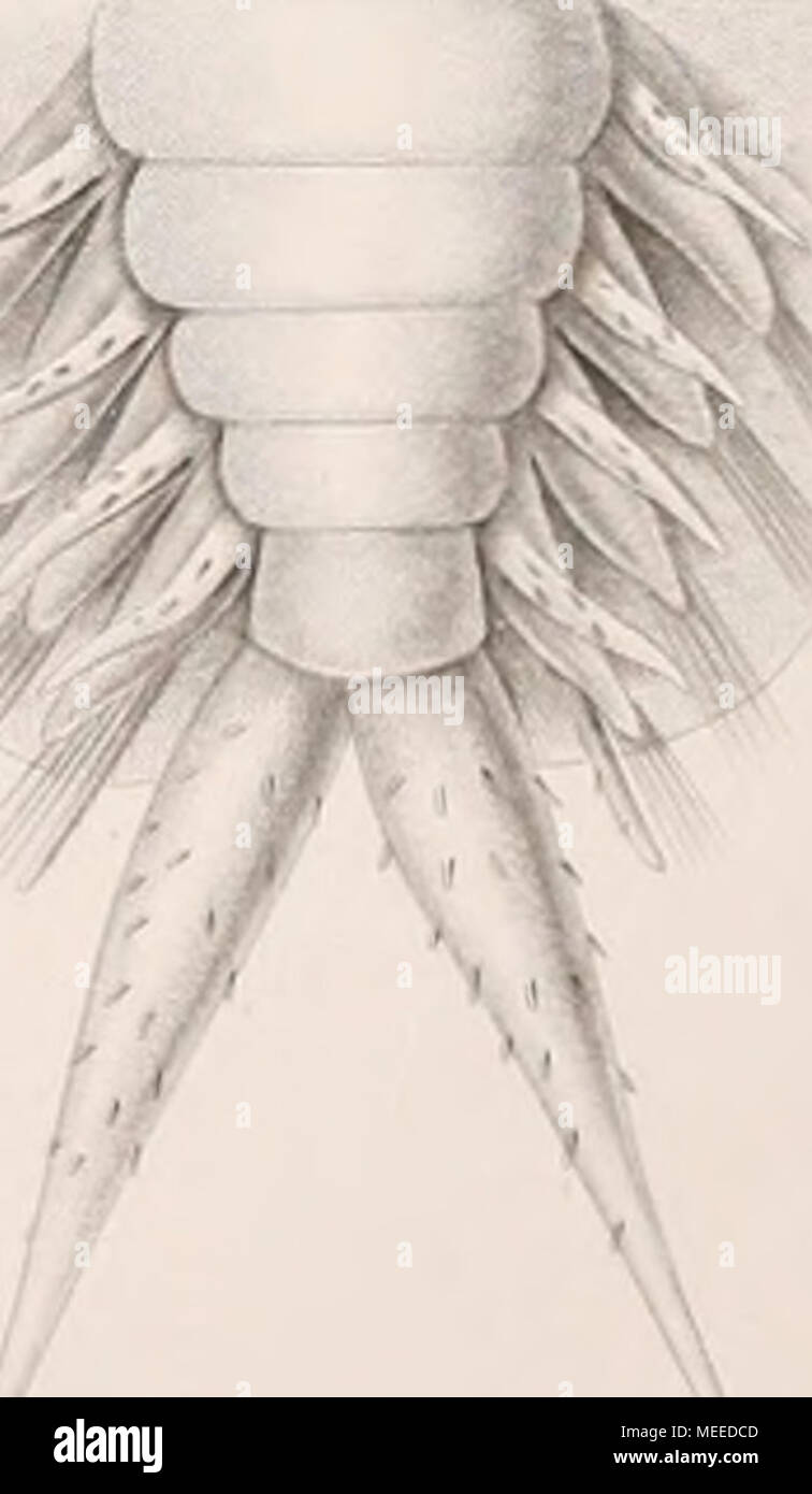 Borstenwurmer hi-res stock photography and images - Alamy