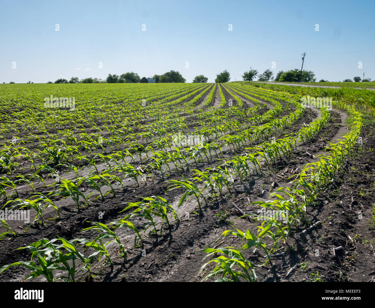 Bridge hands cards hi-res stock photography and images - Alamy