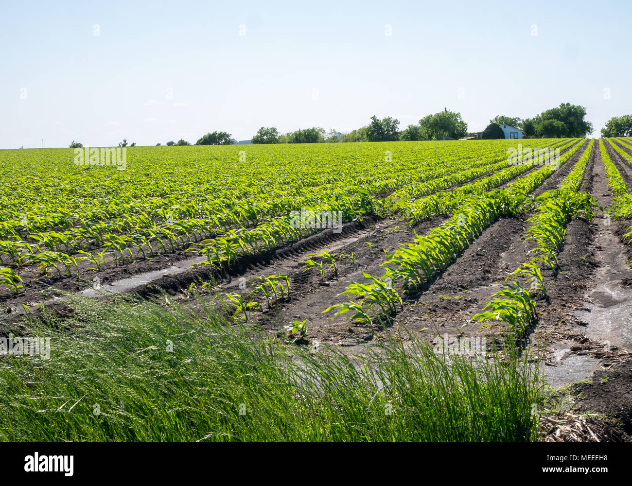 Tall Grass In Front of Farm Field Vegetables Stock Photo - Alamy
