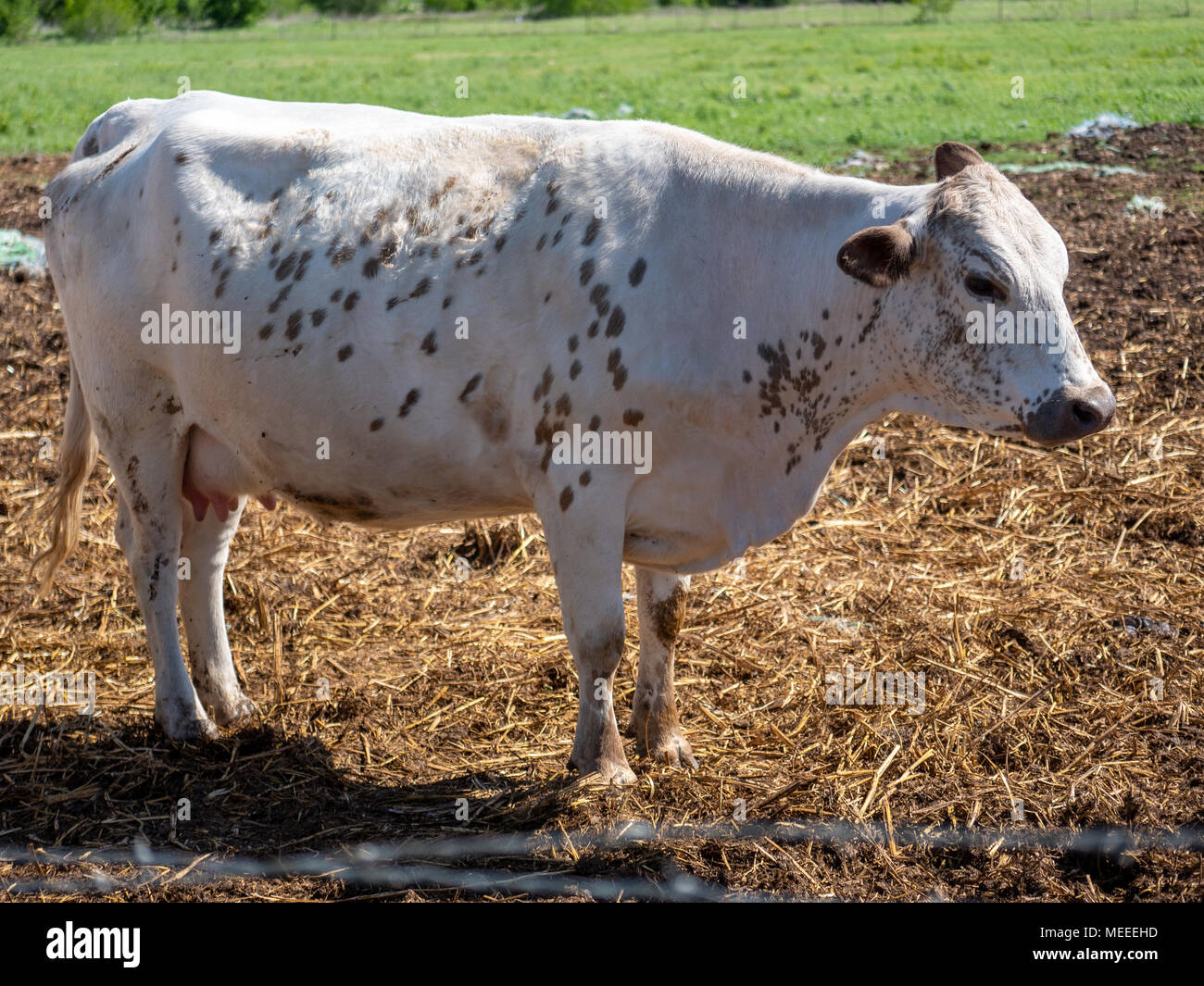 Large White Cow with Spots Behind Barb Wire Fence Stock Photo - Alamy