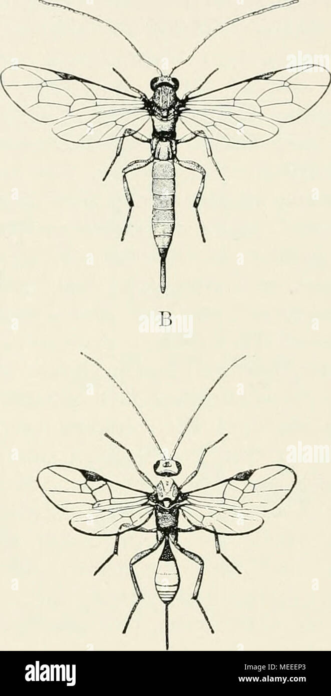 Phaeogenes hi-res stock photography and images - Alamy