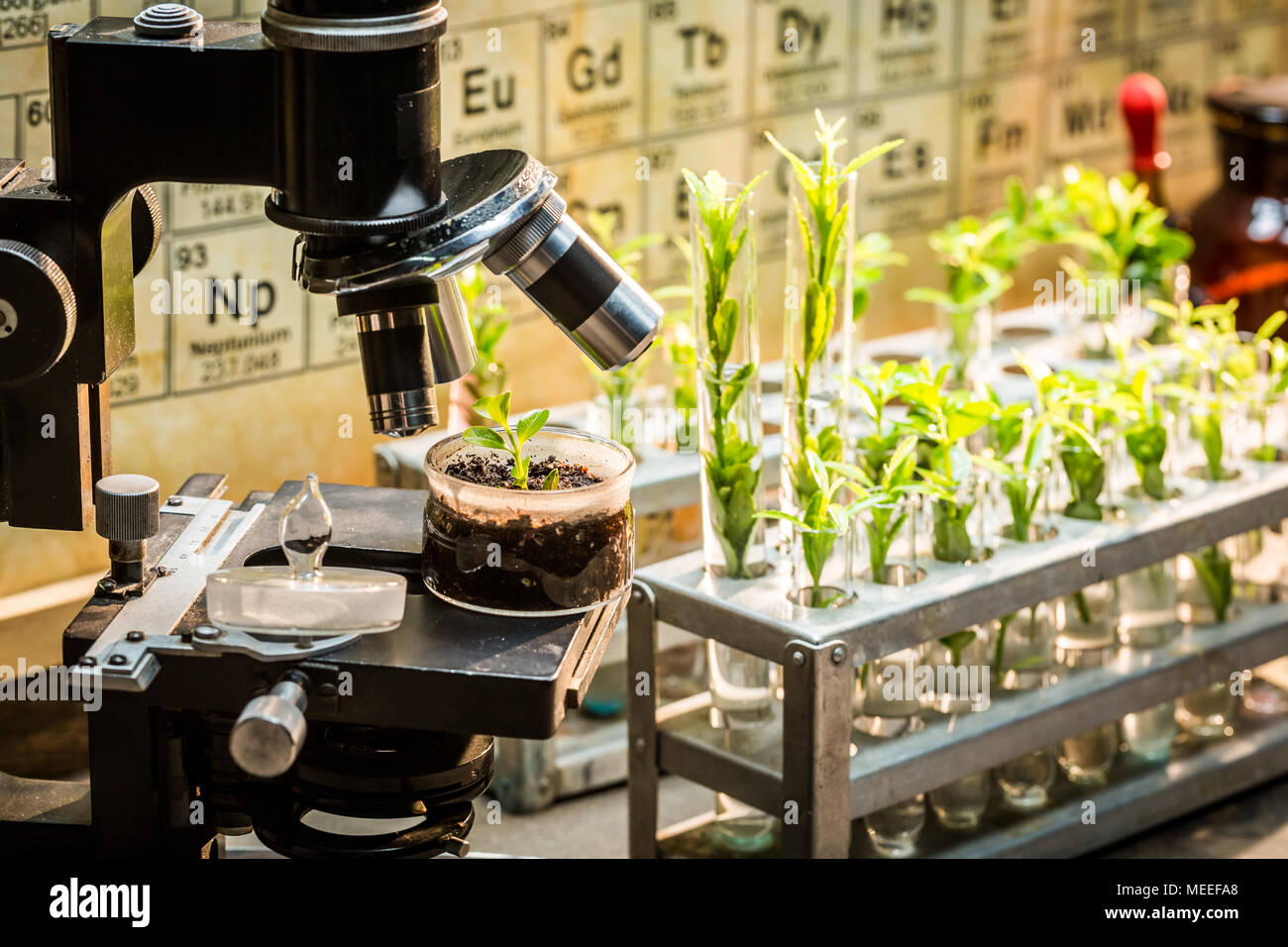 School laboratory with microscope and green plants Stock Photo - Alamy