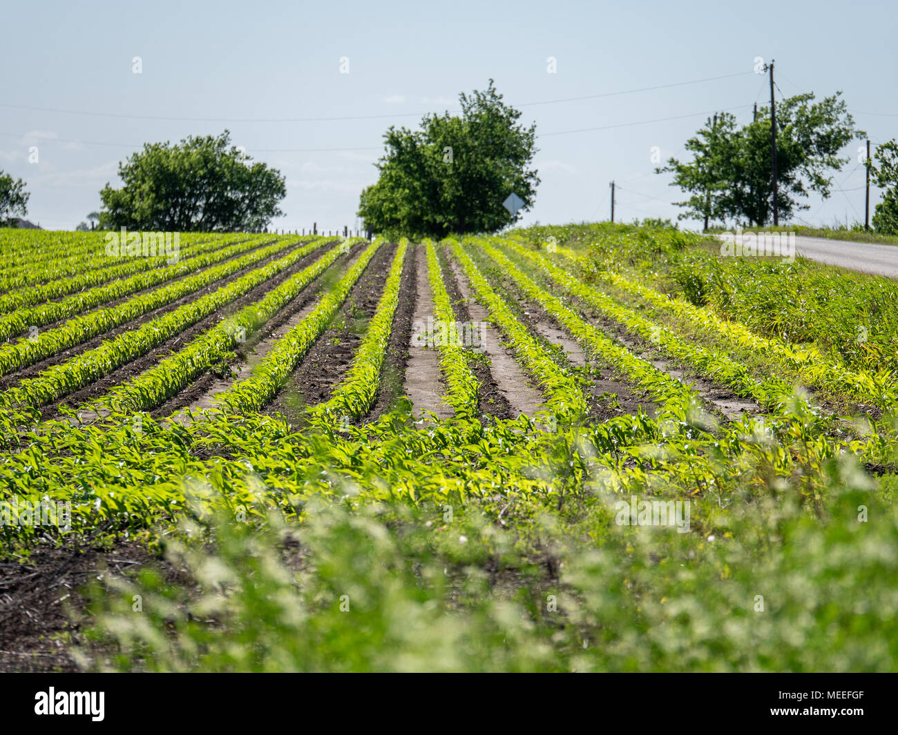 Bridge hands cards hi-res stock photography and images - Alamy