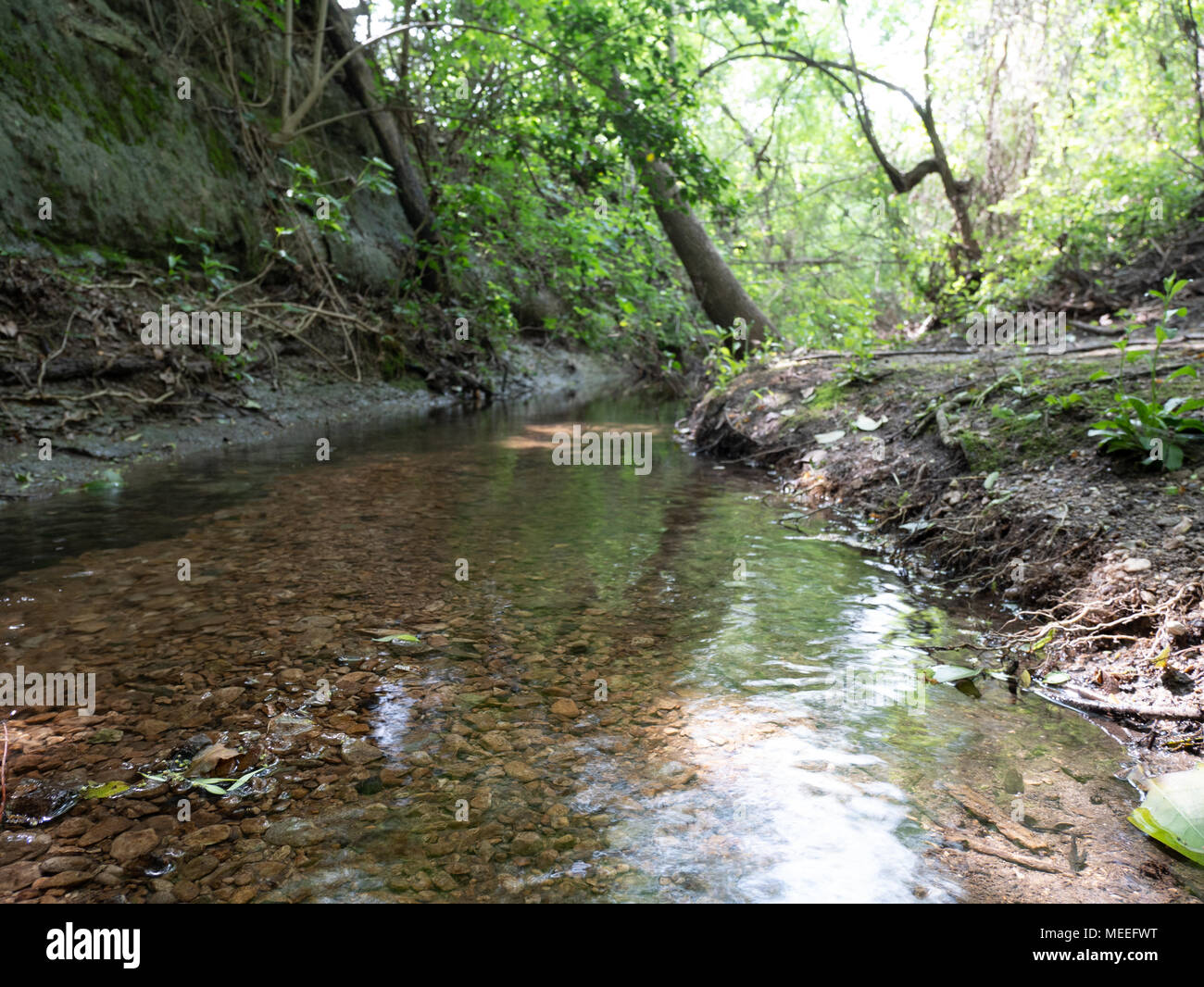 Dense wooded area hi-res stock photography and images - Alamy