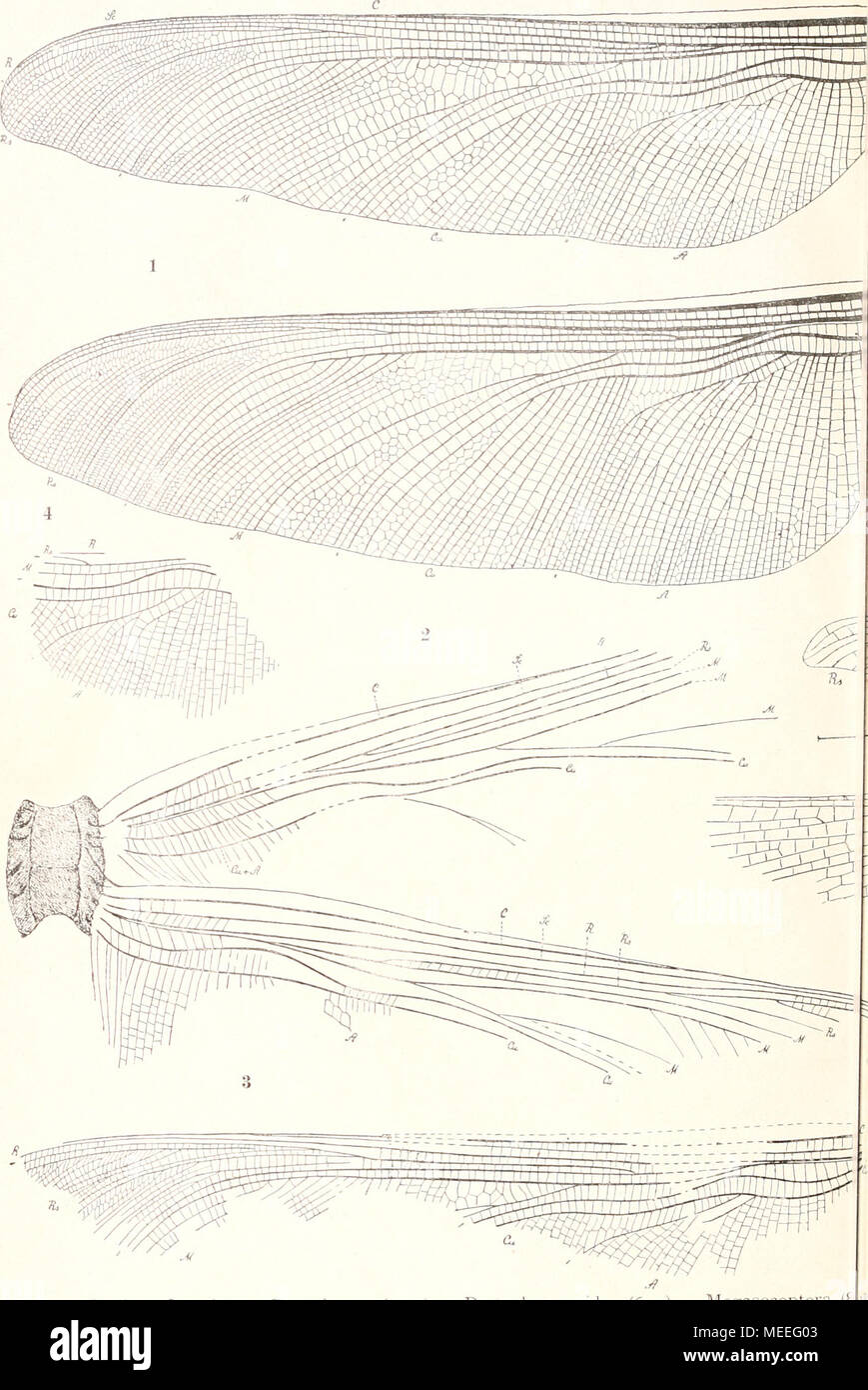 . Die fossilen insekten und die phylogenie der rezenten formen; ein ...