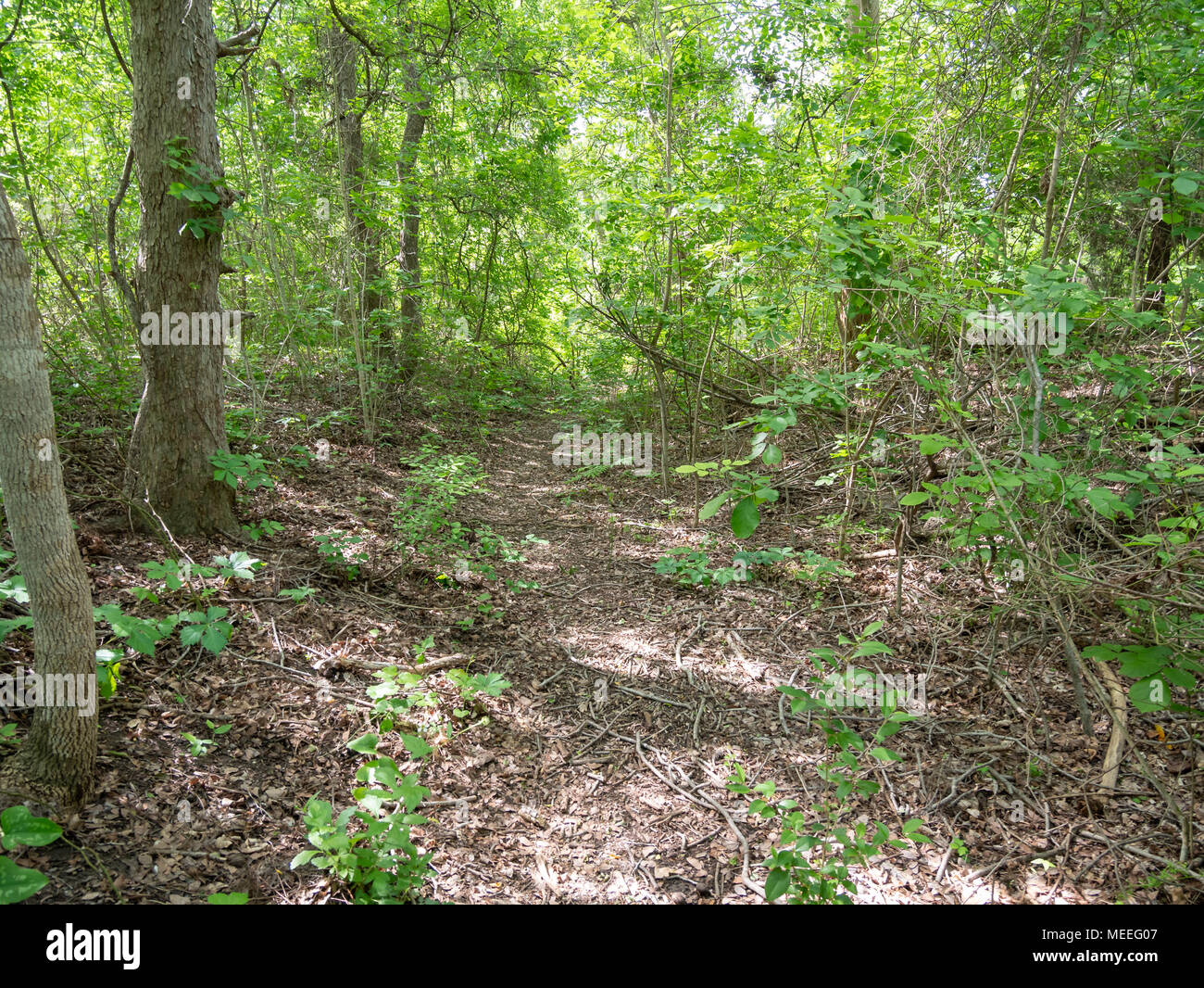 Quiet Walk Through Dense Wooded Are with Bright Sun Stock Photo - Alamy