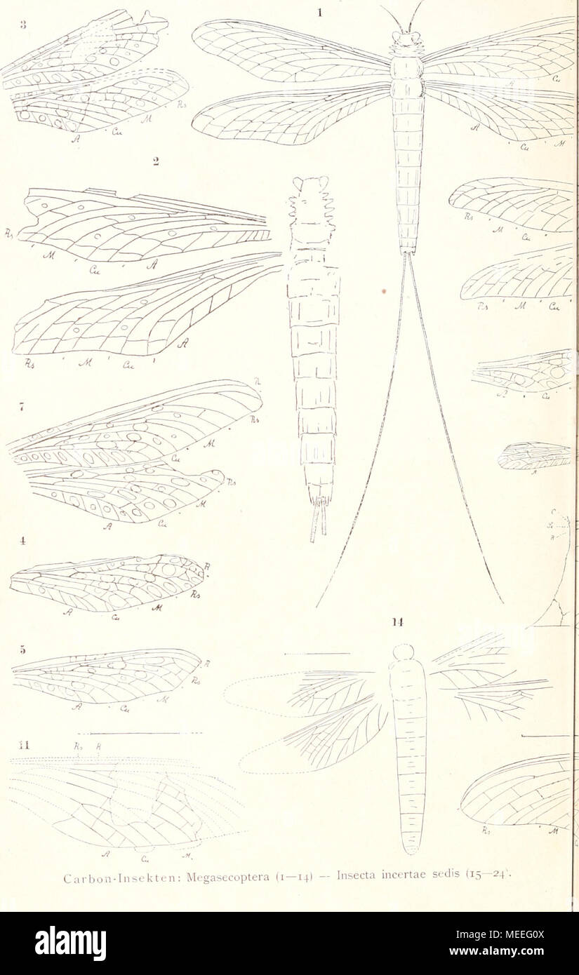 . Die fossilen insekten und die phylogenie der rezenten formen; ein ...