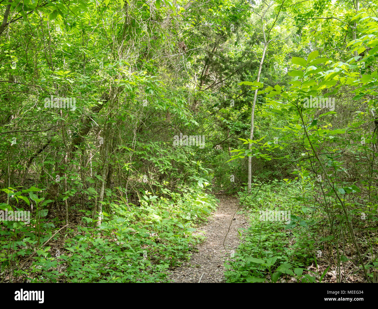 Dirt Walking Path Through Dense Forest Stock Photo - Alamy