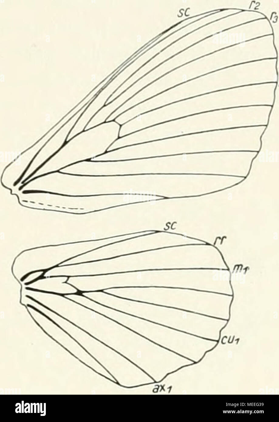 Frenulum hi-res stock photography and images - Alamy