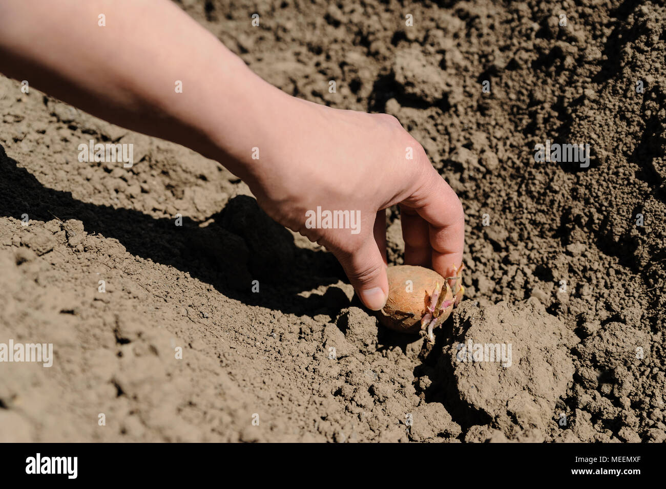 Planting seed potatoes. Human hand puts the tubers in the ground Stock ...