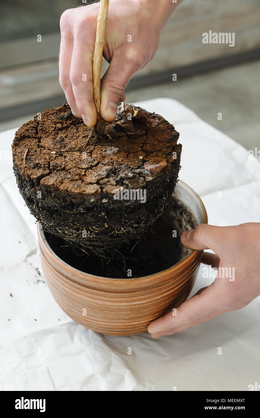 Replanting houseplant. The hand of man pulls a plant from the pot along ...