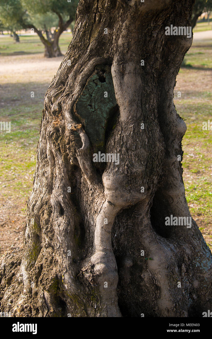 Olive Tree Bark Stock Photos & Olive Tree Bark Stock Images - Alamy