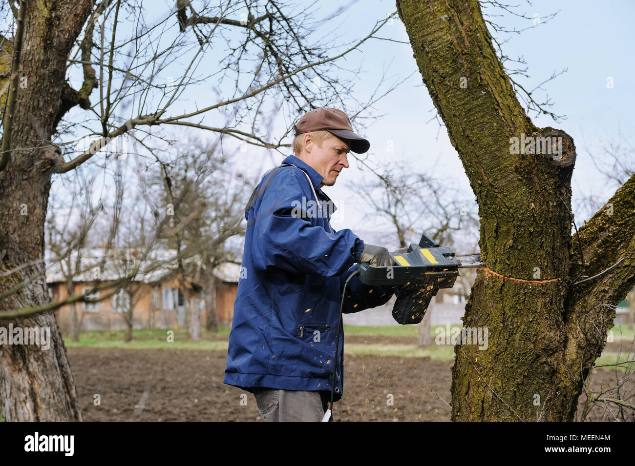 Work in the garden. Man cutting a withered tree with electric chain saw ...