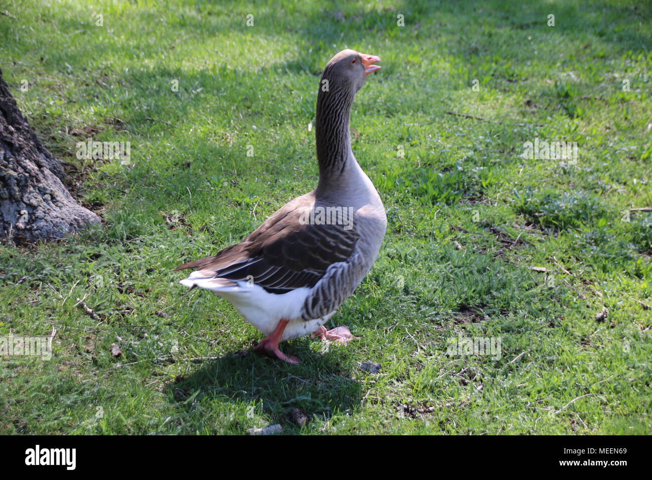 Fat Droplet High Resolution Stock Photography and Images - Alamy