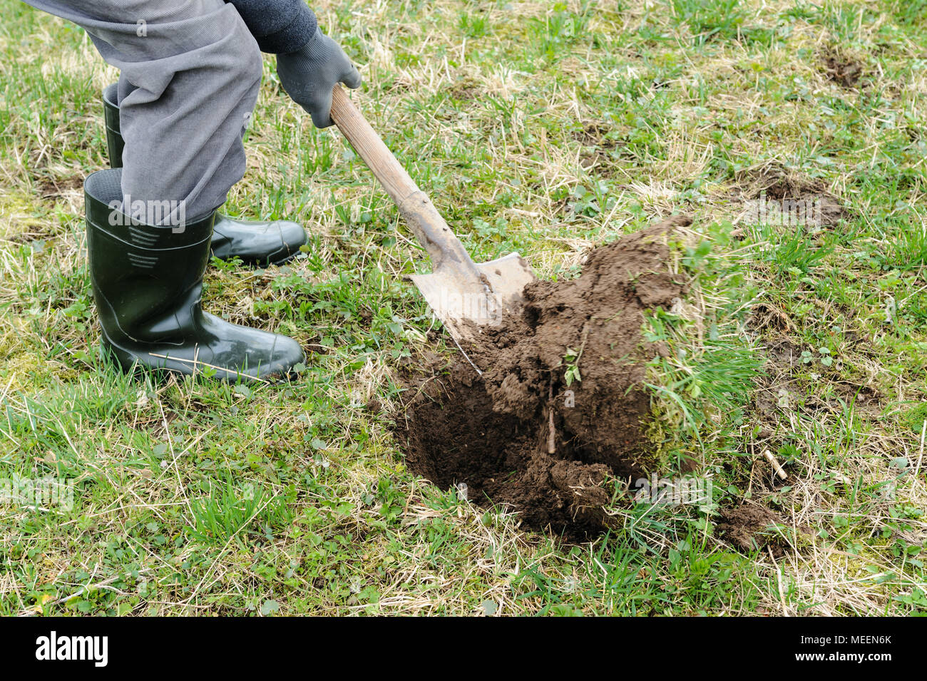 Plant Tree Dig Hole High Resolution Stock Photography and Images - Alamy