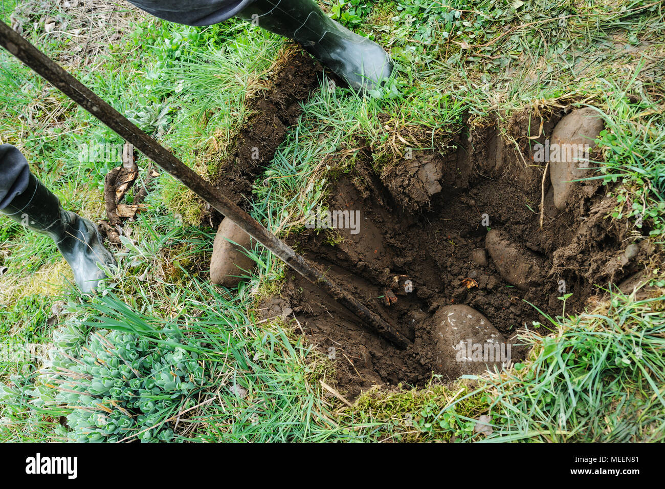 Man is digging a pit to plant a tree. He is pulling out stones Stock ...