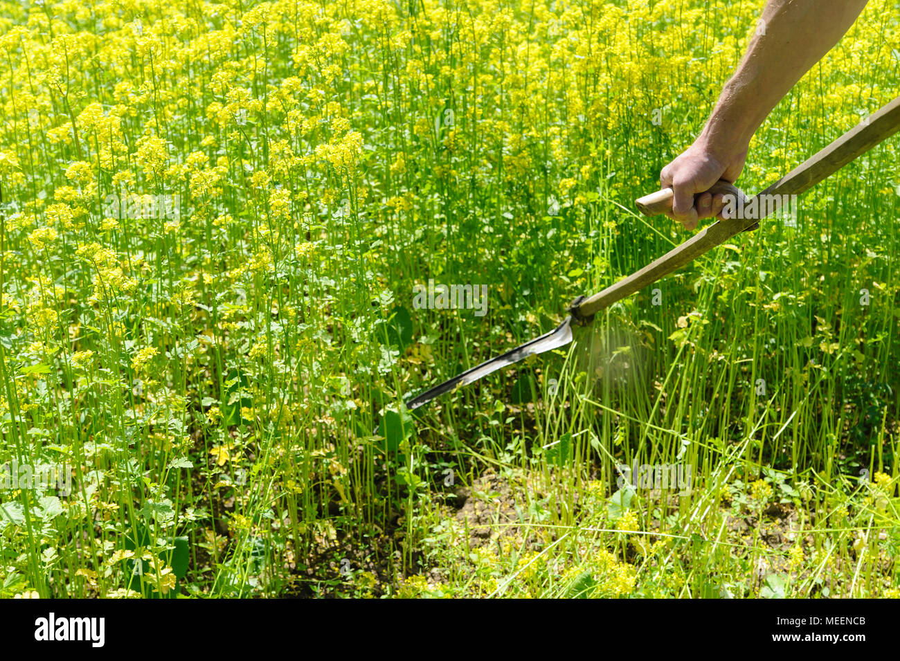 A man is mowing mustard grass with spit Stock Photo - Alamy