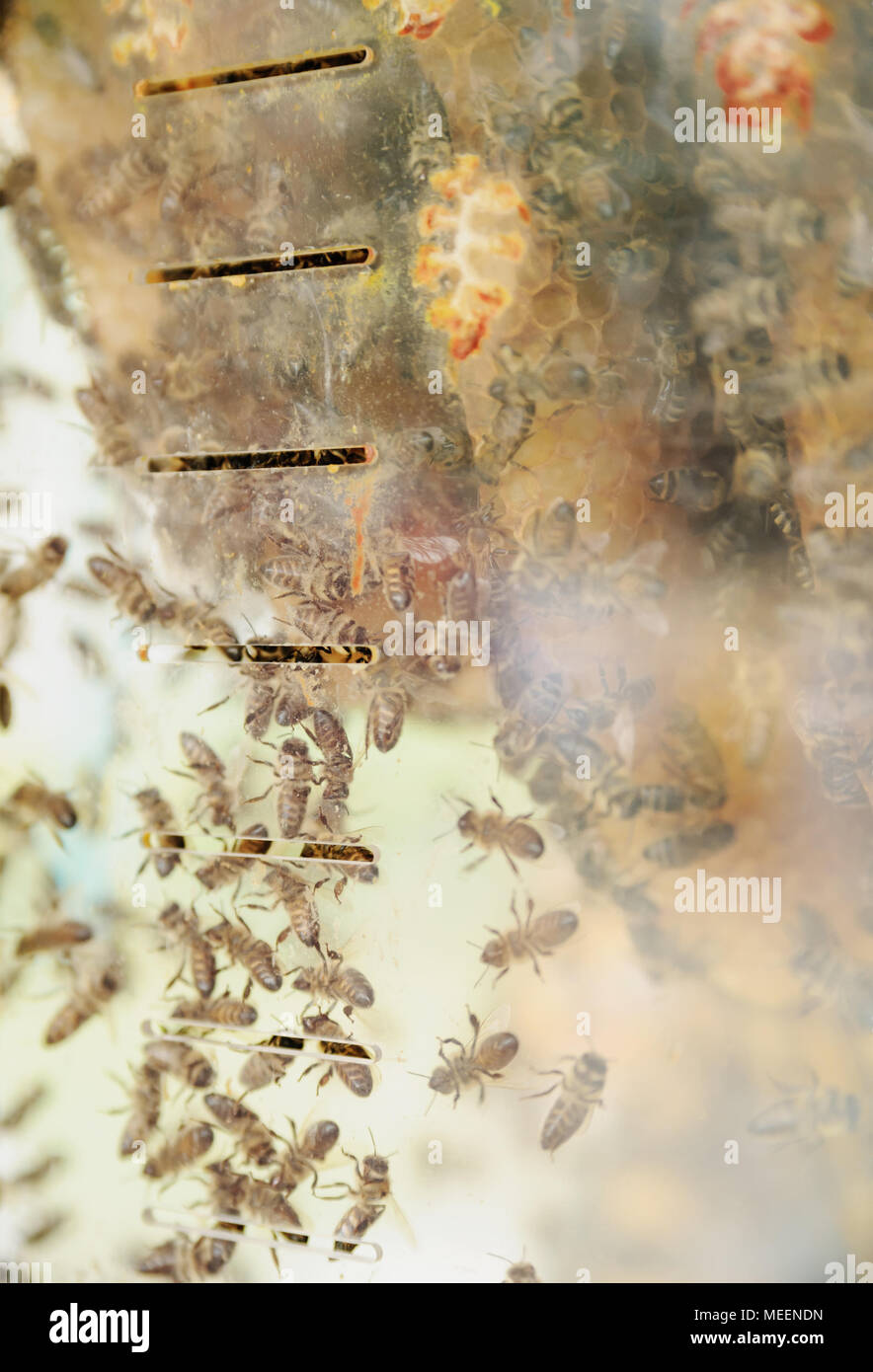 Bees behind the glass. The transparent wall of the hive shows the life ...