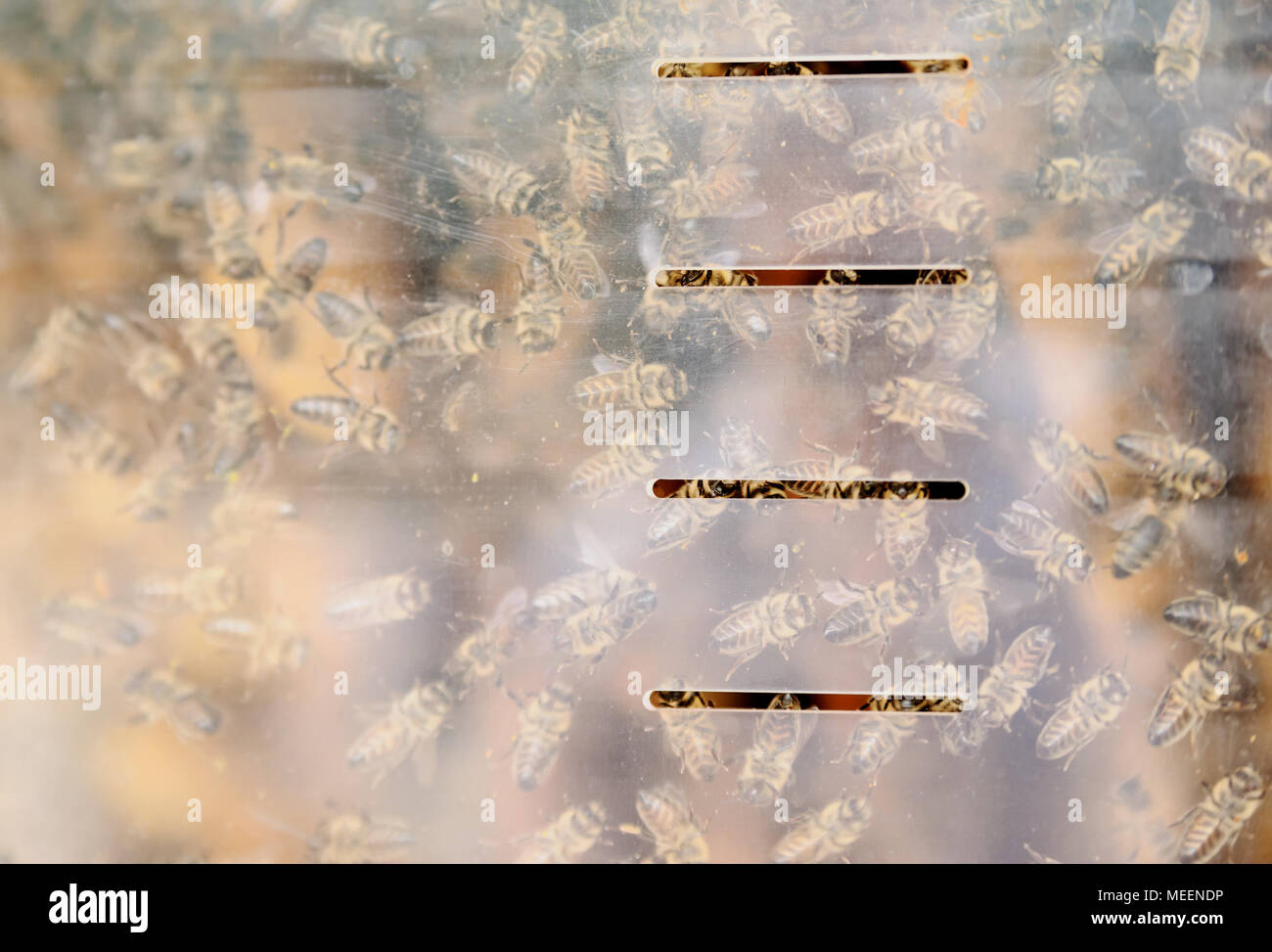 Bees behind the glass. The transparent wall of the hive shows the life ...