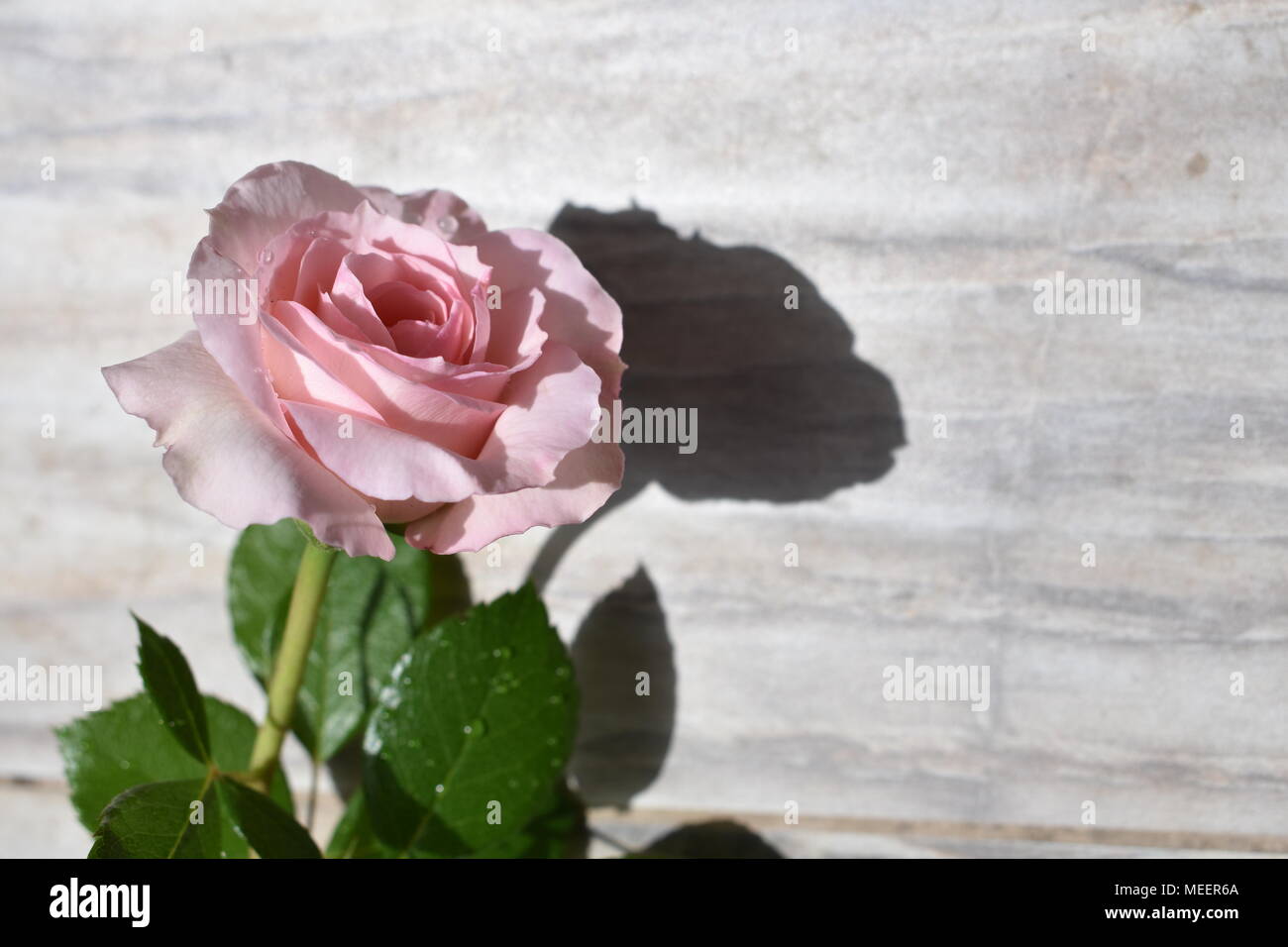 Light pink rose on woodgrain backdrop hi-res stock photography and ... Light pink rose on woodgrain backdrop hi-res stock photography and ...
