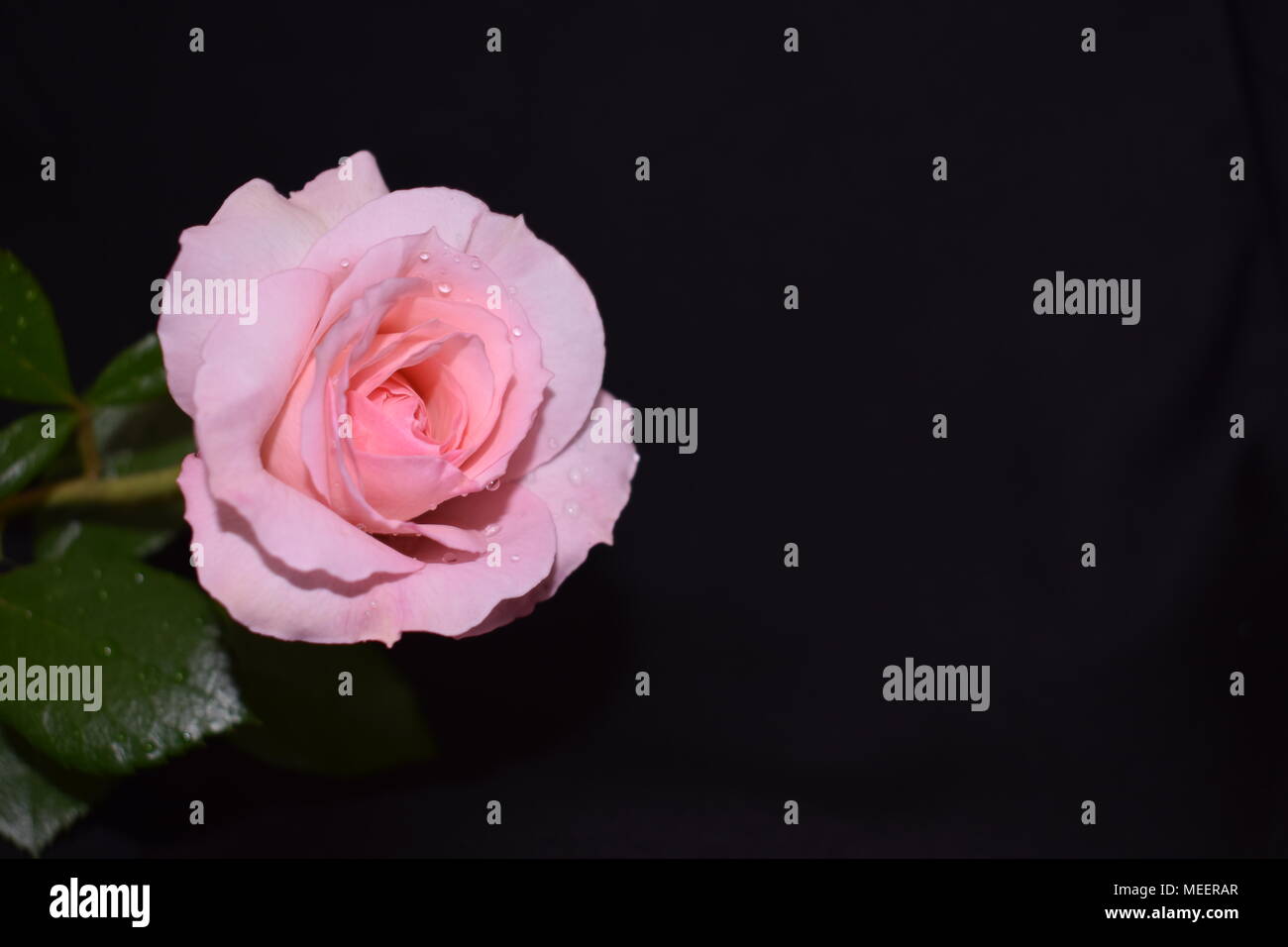 Single Light Pink Rose on Black Fabric Backdrop Stock Photo - Alamy
