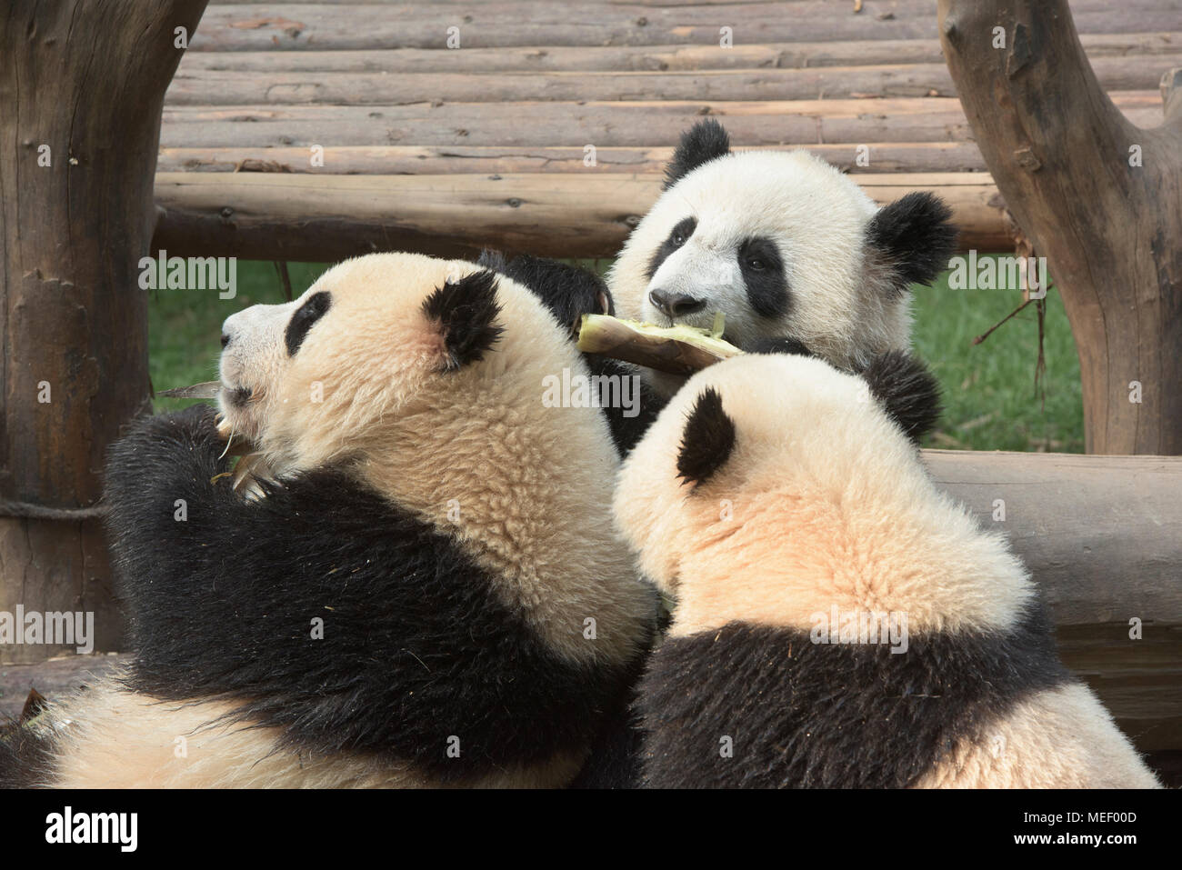 Giant pandas eating bamboo at the Chengdu Research Base of Giant Panda ...