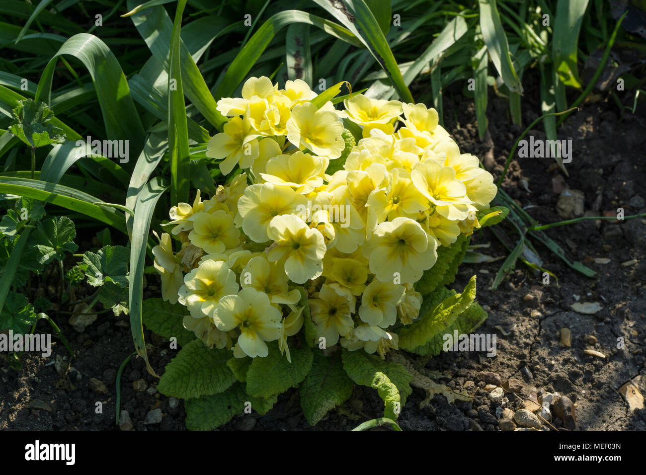 English primroses hi-res stock photography and images - Alamy